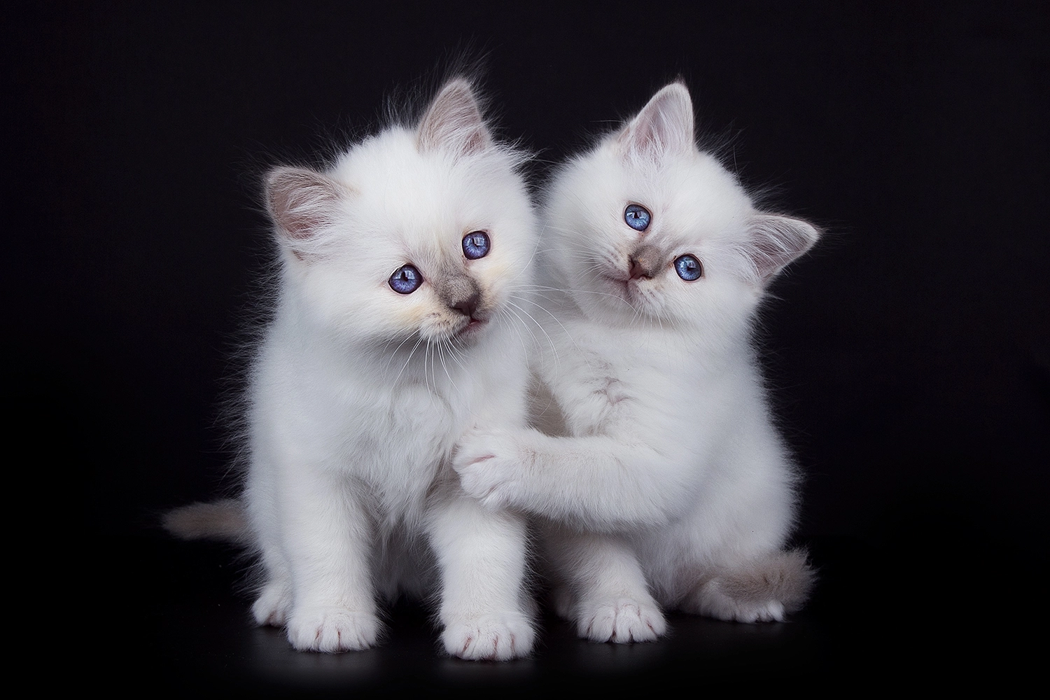 5 redenen waarom ik heel graag weer een kat wil - Belle Fae